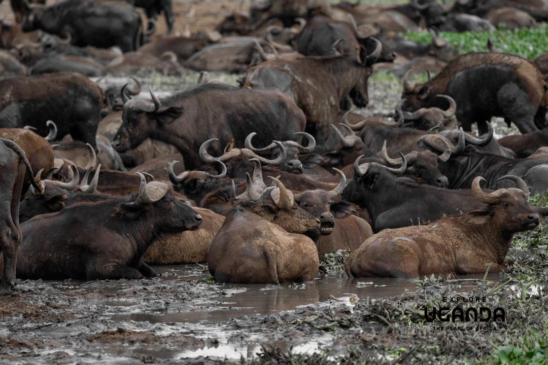 Pictorial: Ugandans Marvel at the Beauty of Western Uganda - SoftPower News