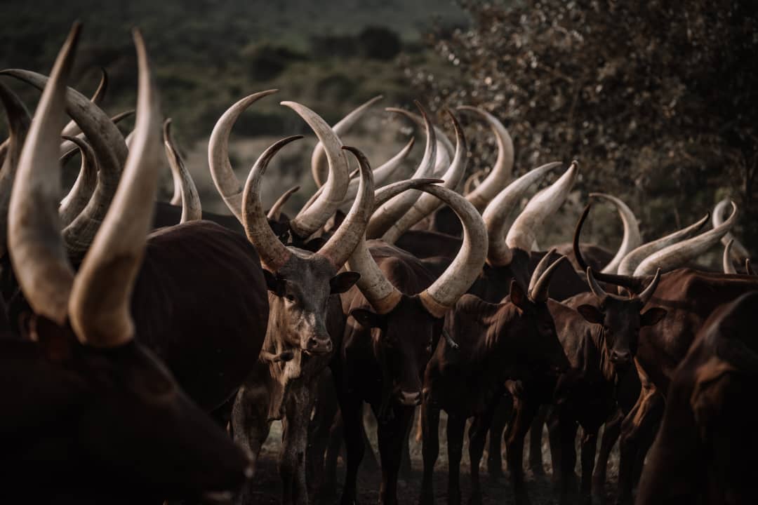 Pictorial: Ugandans Marvel at the Beauty of Western Uganda - SoftPower News