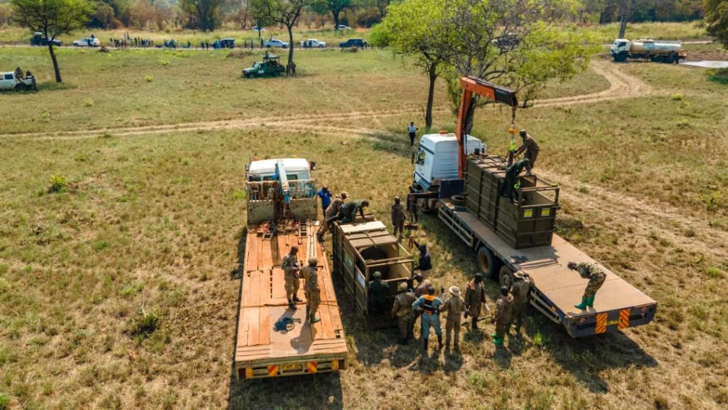 UWA Translocates Rhinos to Ajai Wildlife Reserve in Historic ...