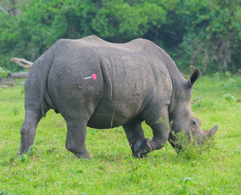 UWA Translocates Rhinos to Ajai Wildlife Reserve in Historic ...